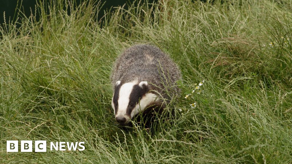 Scots farmer concern over Cumbrian badger bovine TB cases