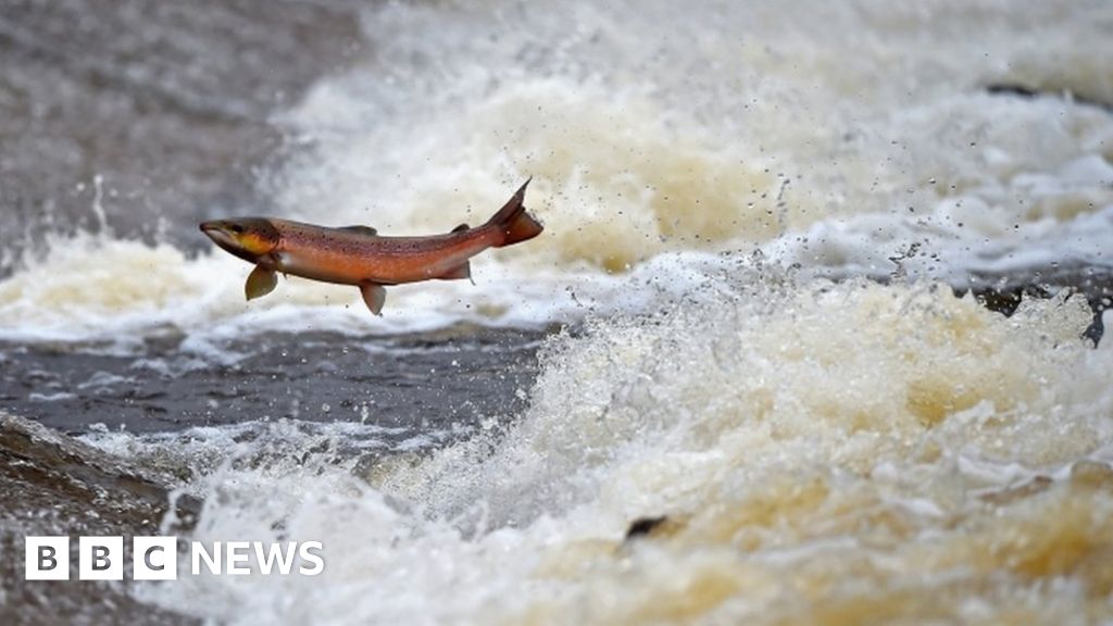 Climate change: Wales' salmon population 'at risk' - BBC News