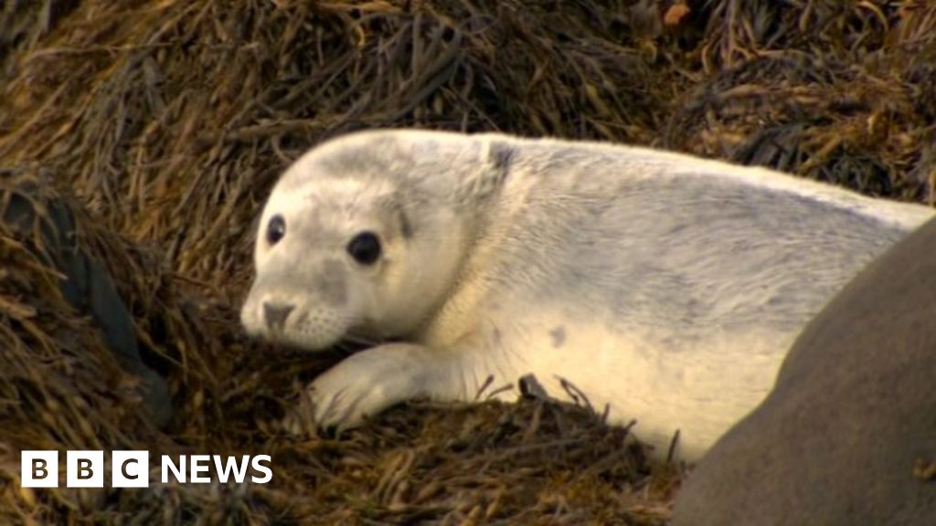 Counting seals on the County Down coastline - BBC News