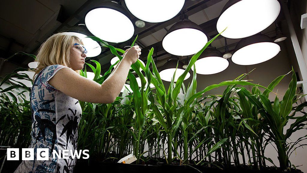 Bayer makes takeover offer for agriculture giant Monsanto - BBC News