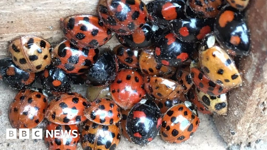 We're being invaded - by ladybirds - BBC News