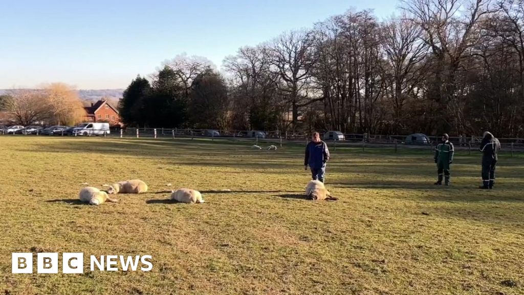 Boy, 15, arrested after 14 lambs mown down by car in Surrey field