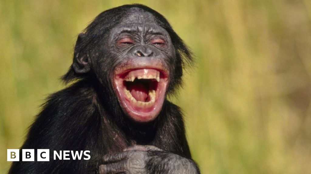 Primate speech: How some species are 'wired' for talk