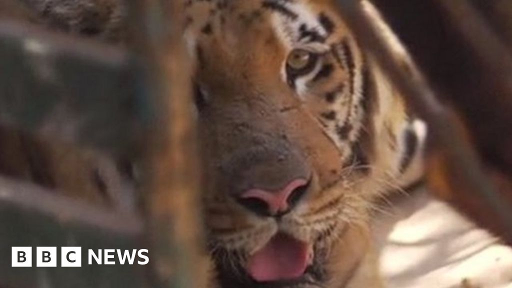 Gaza's last tiger to leave for new home in South Africa - BBC News