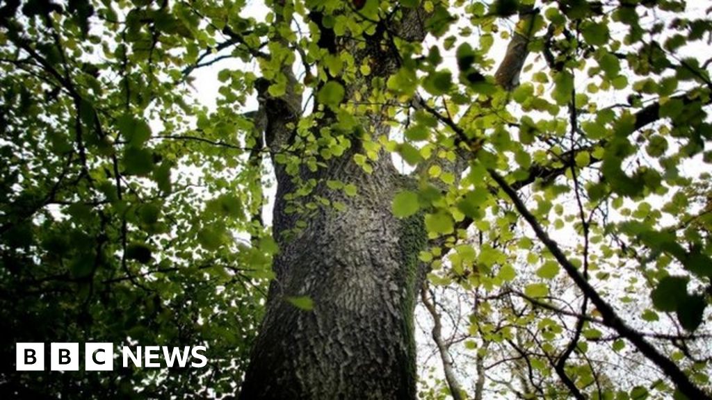 Scientists say the ash tree could be wiped out across Europe - BBC News