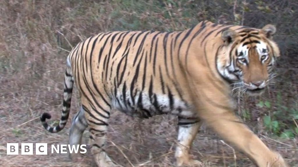 On the trail of Indian 'man-eating tiger' Ustad - BBC News