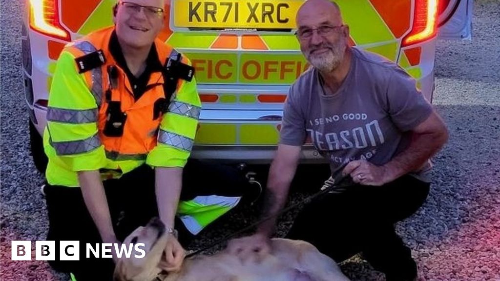 Dog on M4 motorway saved by traffic officer near Hungerford