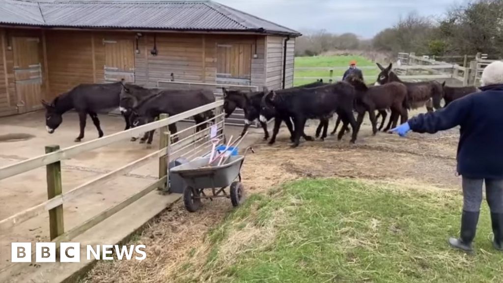 Donkeys rescued from slaughter arrive on Isle of Wight