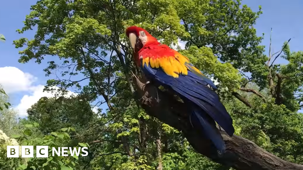 Pippi Longstocking parrot actor dies - BBC News