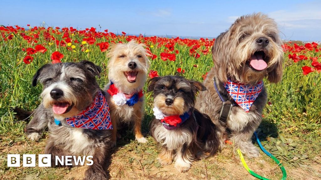 Crantock poppy field in Cornwall is attracting visitors - BBC News