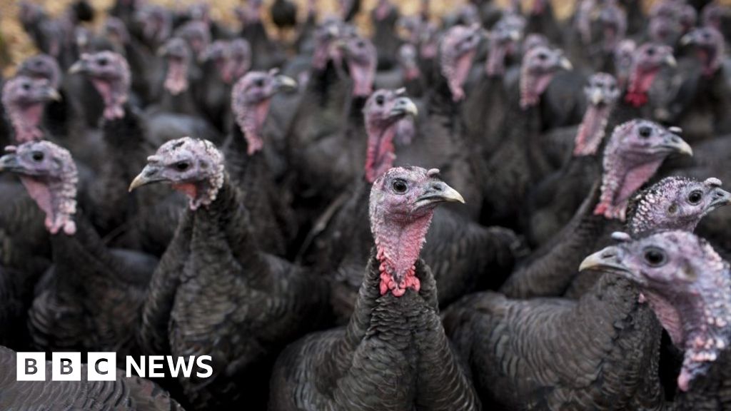 Chief vet call after bird flu confirmed in County Monaghan