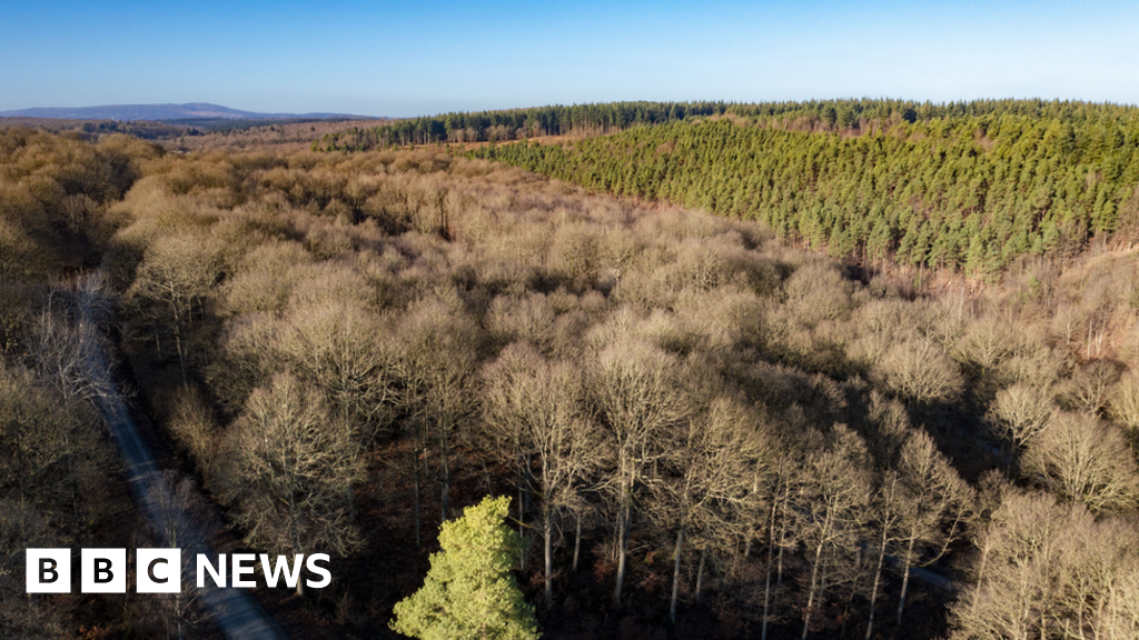 Wyre Forest becomes largest protected woodland in England - BBC News