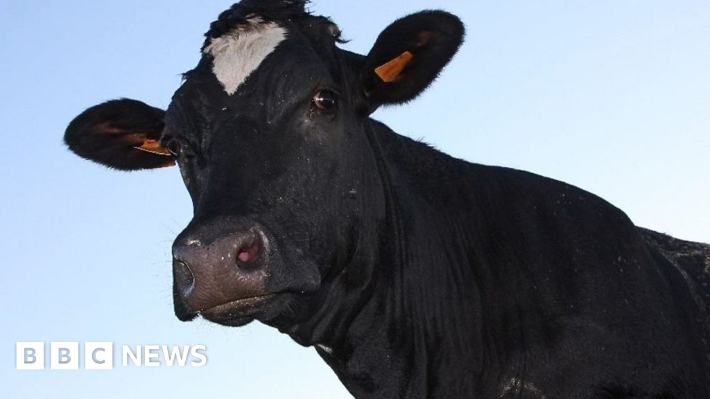 Dairy losses: More than 1,000 farms close in three years - BBC News