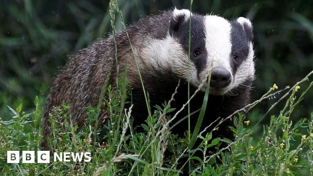 Police probe after badgers shot and dumped in Bridport - BBC News