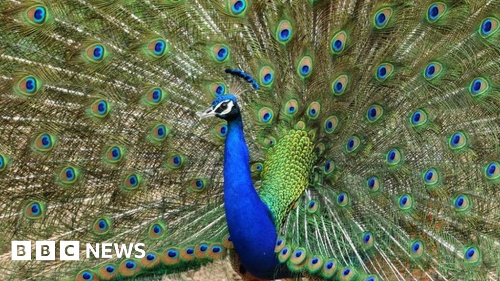 India: Goa proposes reclassifying peacock as 'vermin' - BBC News