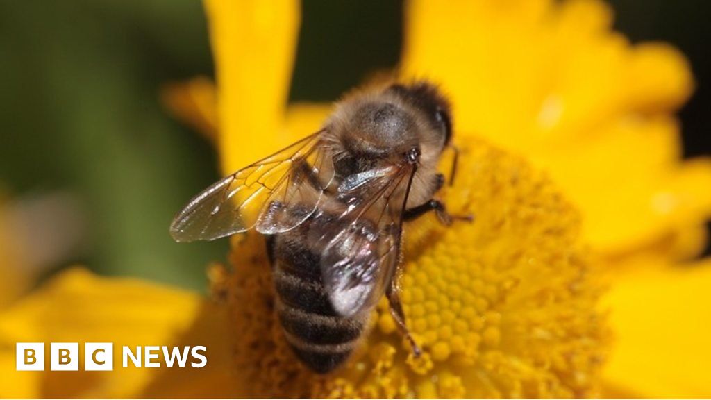 The mystery of the whoop whooping bee - BBC News