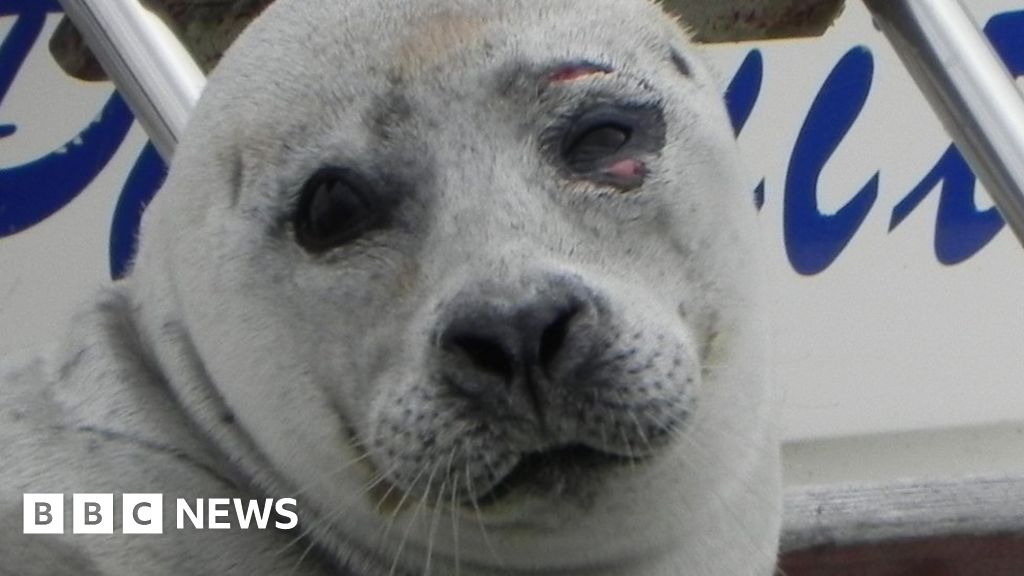 Littleport seal with fishing hook in eye found and treated