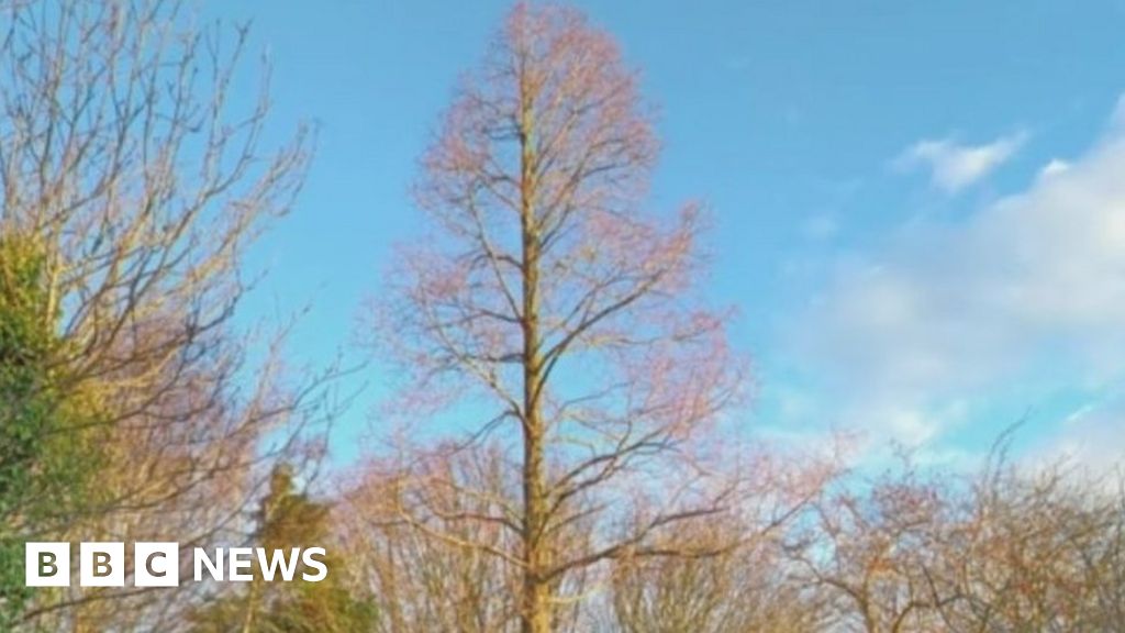 Sheffield council gives 'grandad's tree' protected status - BBC News