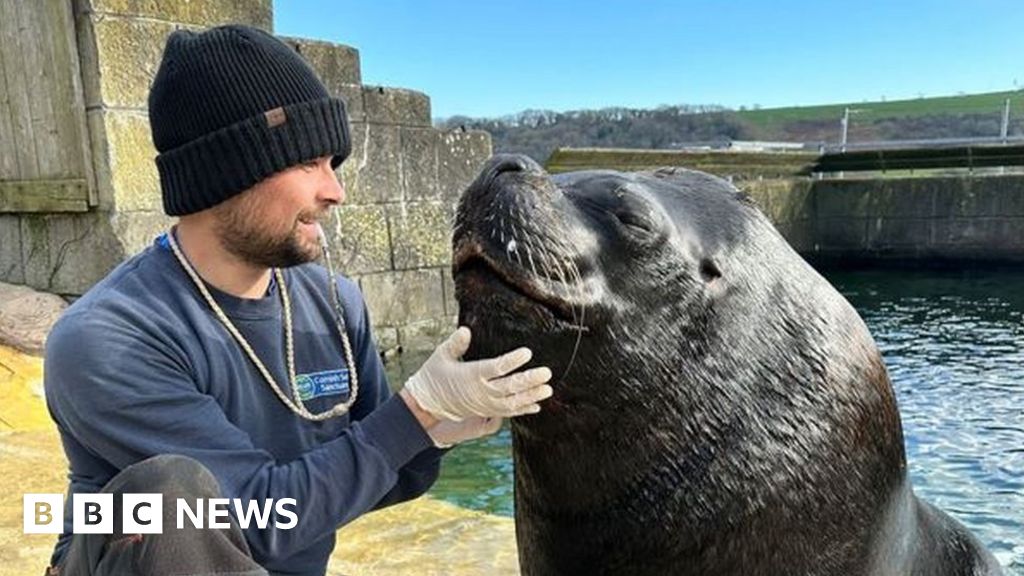 Cornish Seal Sanctuary's tribute to 'incredible soul' sea lion - BBC News