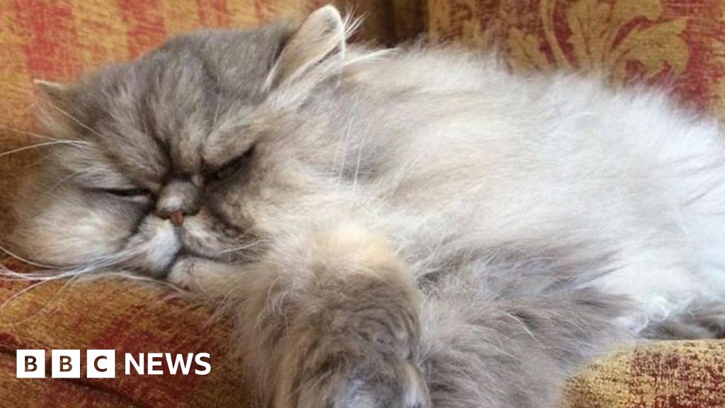 Decapitated cat linked to London killing spree - BBC News