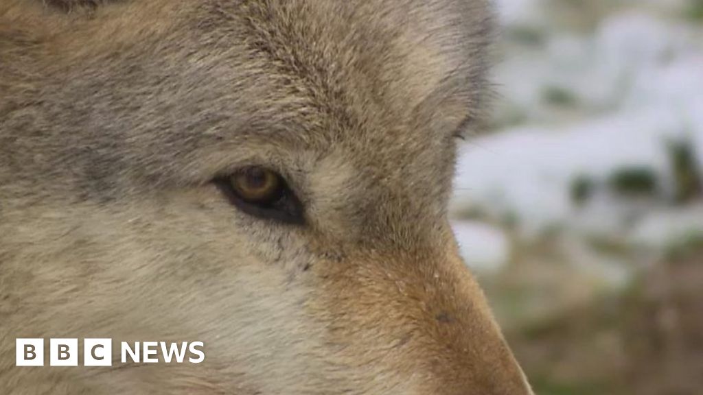 The man saving wolves in a secret Shropshire valley - BBC News