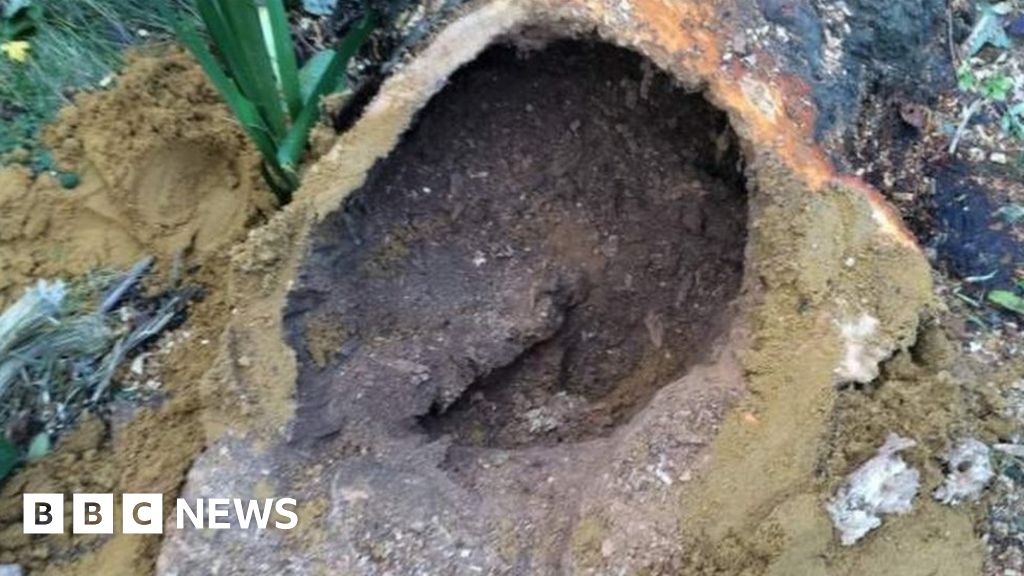 'Hand grenade' found inside tree in Ely garden - BBC News