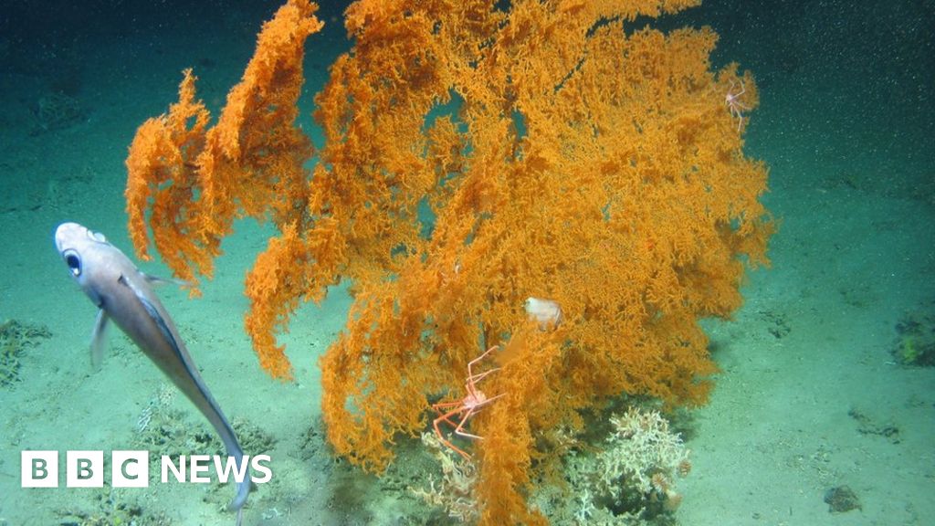 Four coral reefs discovered in Atlantic Ocean - BBC News
