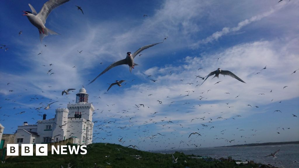 Coquet Island seabirds seen avoiding avian flu death sites - BBC News