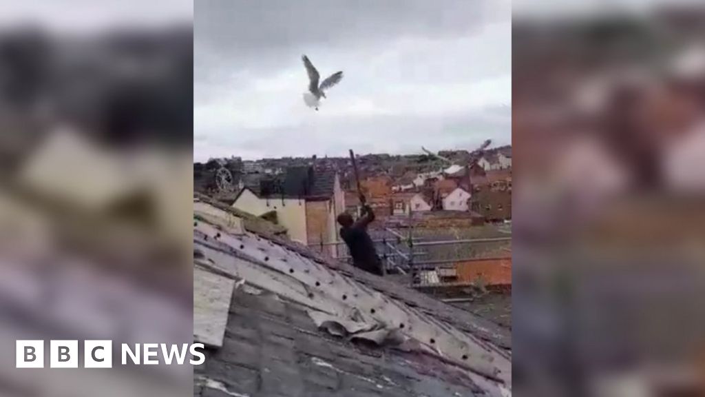 Bridlington roofers use broomsticks to fend off seagull attacks - BBC News