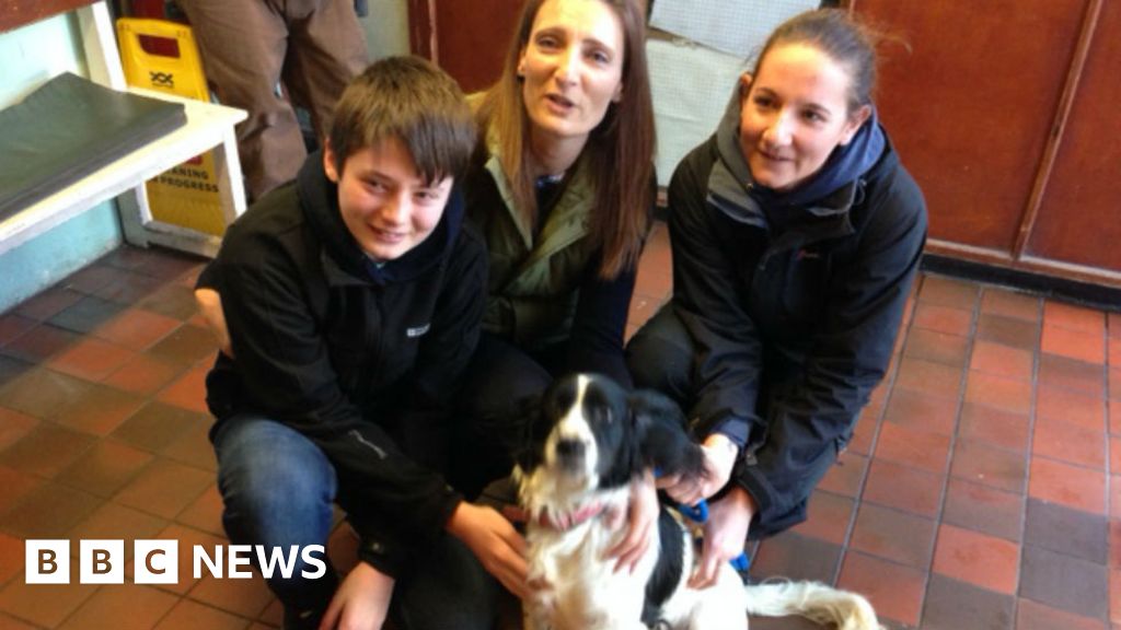 Bella the dog is reunited with owners 130 miles from home - BBC News