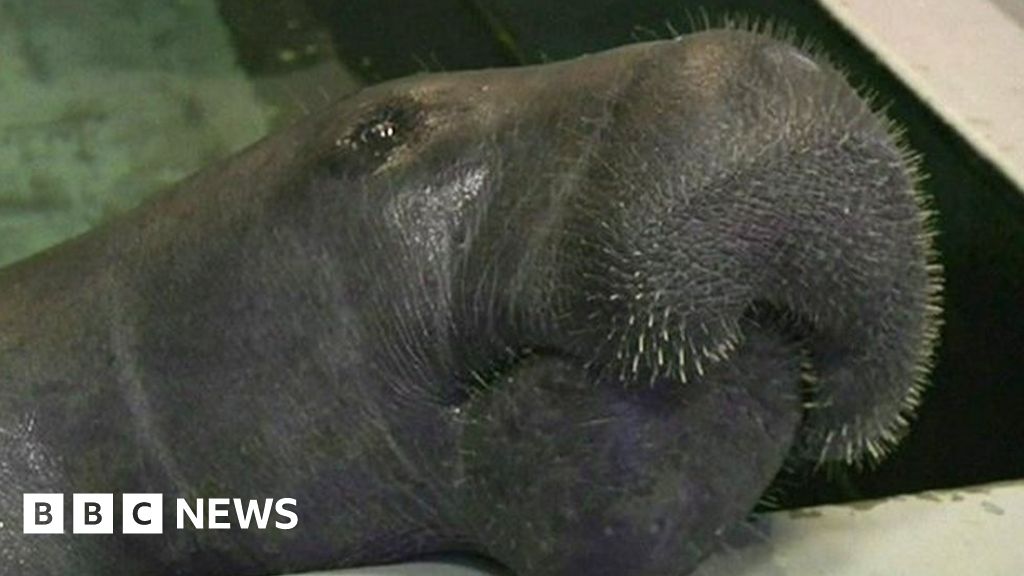 Death of world's oldest manatee, Snooty, ruled 'preventable'