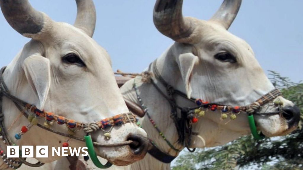 Buffalo beauty contest held in Pakistan - BBC News
