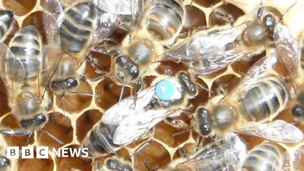 Beinn Eighe's dark bees could aid fight against virus - BBC News