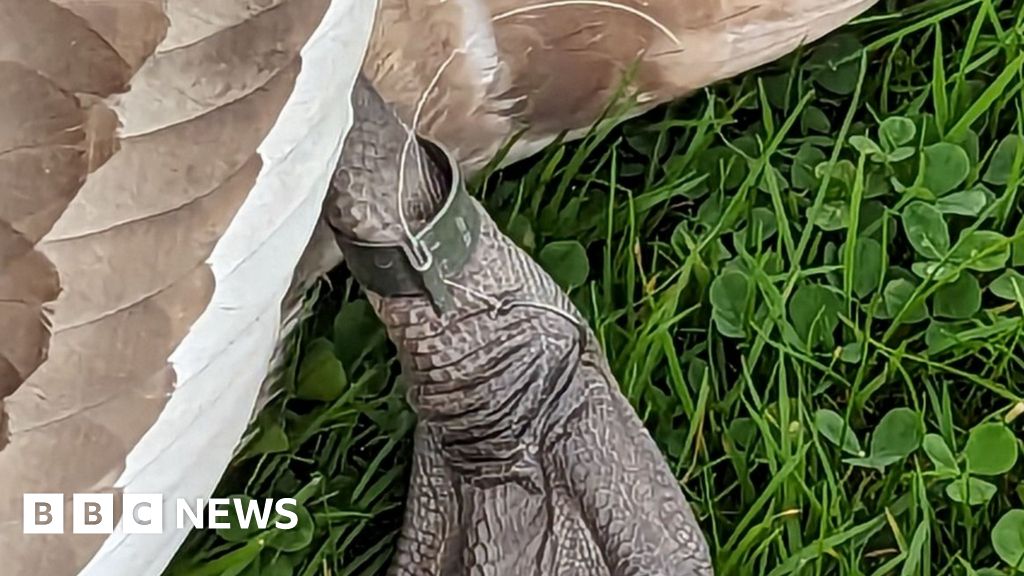 Two cygnets injured in Sunderland by discarded fishing hooks