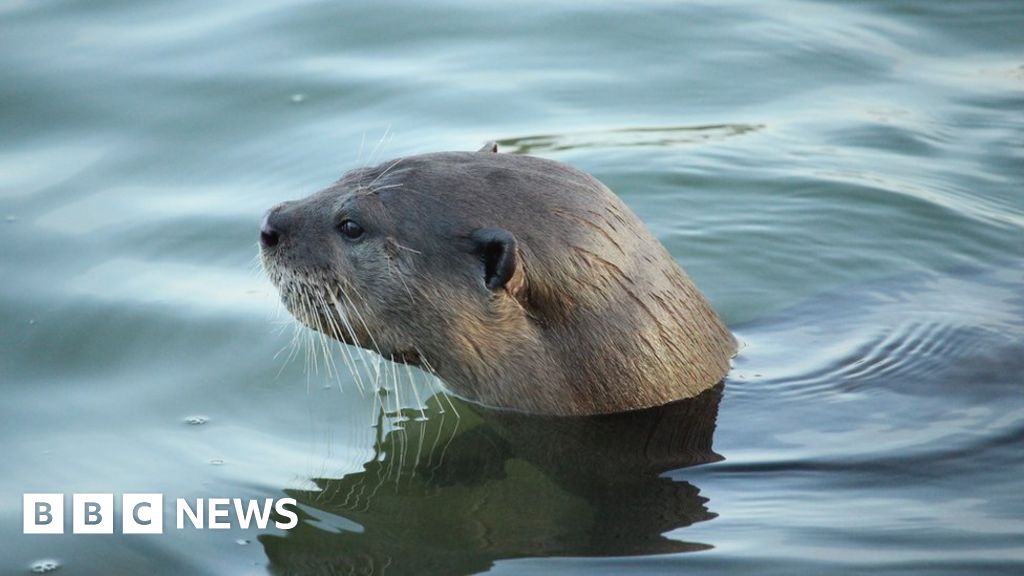 Singapore's celebrity urban otter family - BBC News
