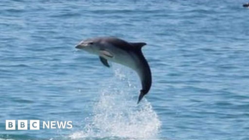 Dolphin pictured breaching near surfers in Cornwall - BBC News
