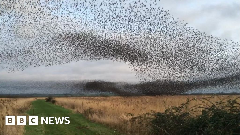 Oxfordshire starling murmuration 'fantastic phenomenon' - BBC News
