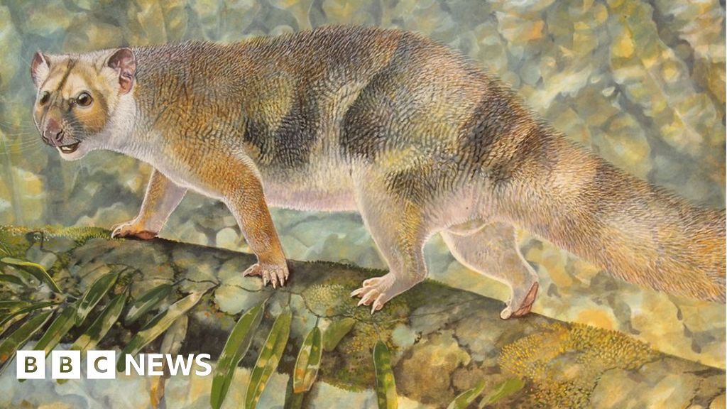 Kitten-sized extinct 'lion' named after David Attenborough - BBC News
