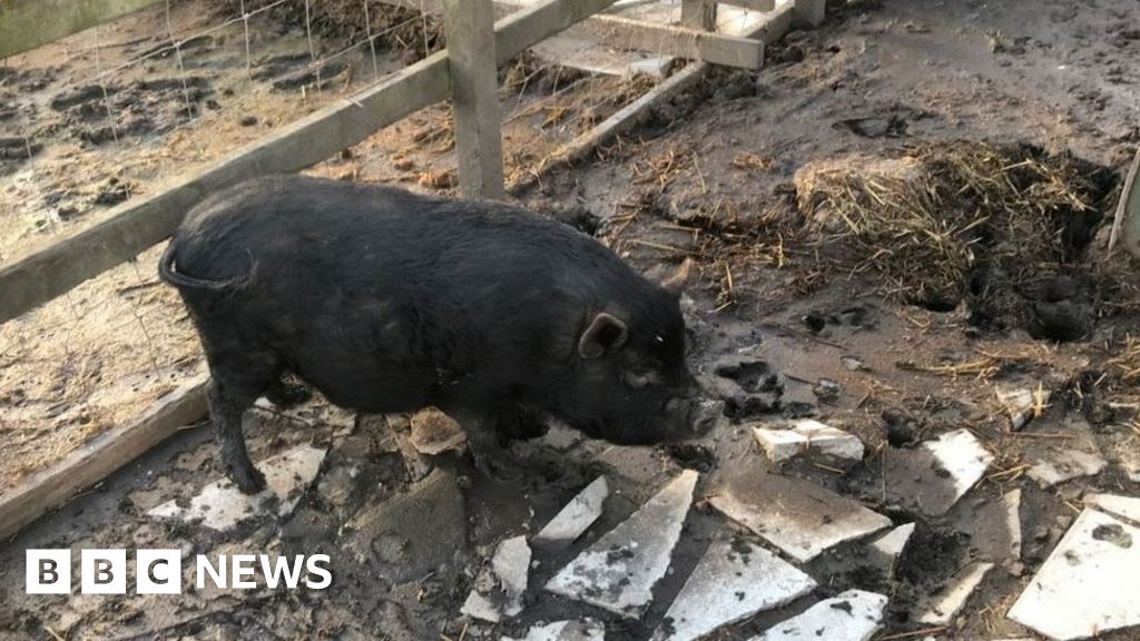 'Real-life Babe' as pig escapes in Newcastle - BBC News