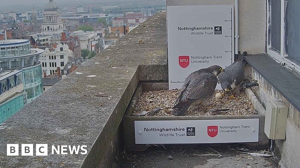 Peregrines return to Nottingham nest for breeding season - BBC News