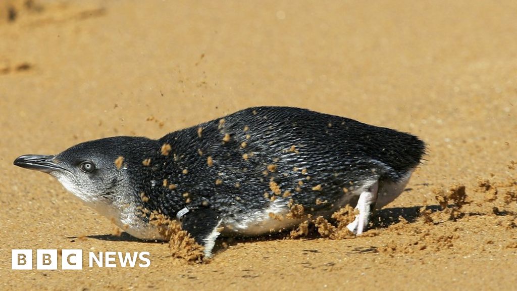 Tasmania penguin deaths: Dozens killed in suspected dog attack - BBC News