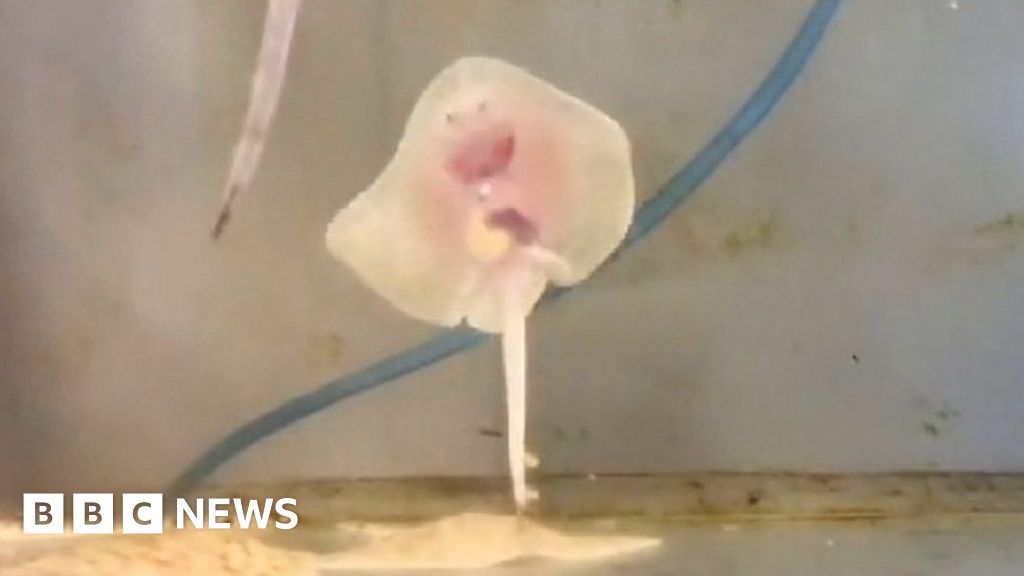 Baby ray fish grown in sandwich bag 'hatches' in Macduff