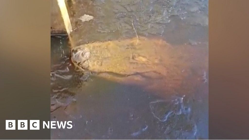 'Frozen' alligators still alive in icy cold waters - BBC News