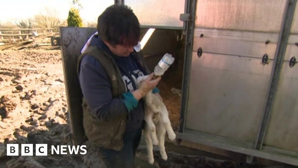 Kent farmer jailed over 'atrocious' conditions - BBC News