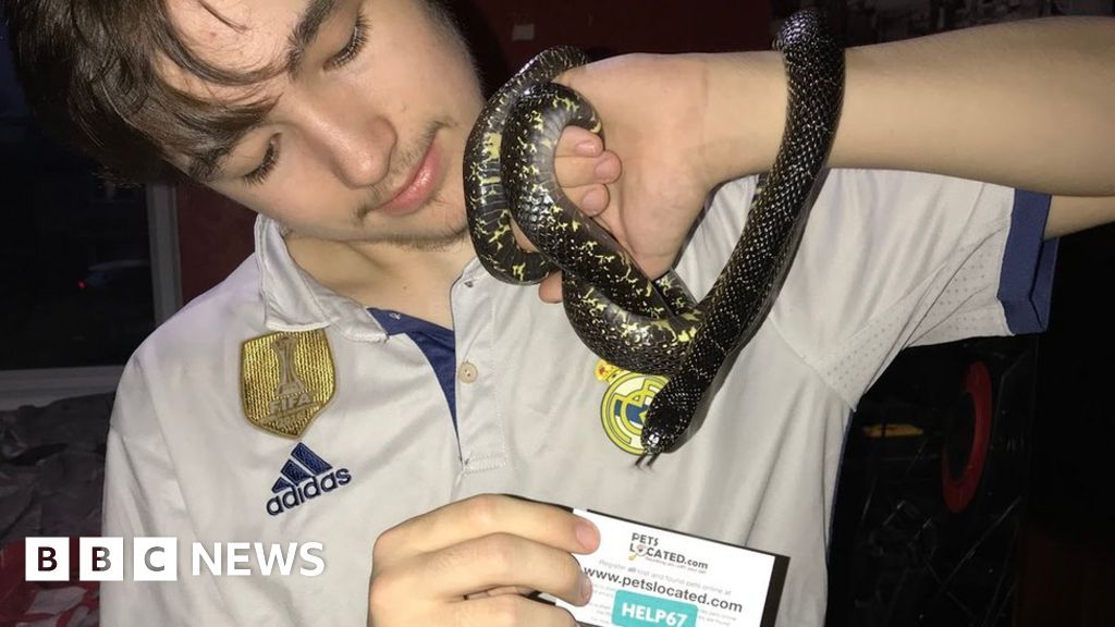 Rochdale escaped snake reunited with owner after two months - BBC News