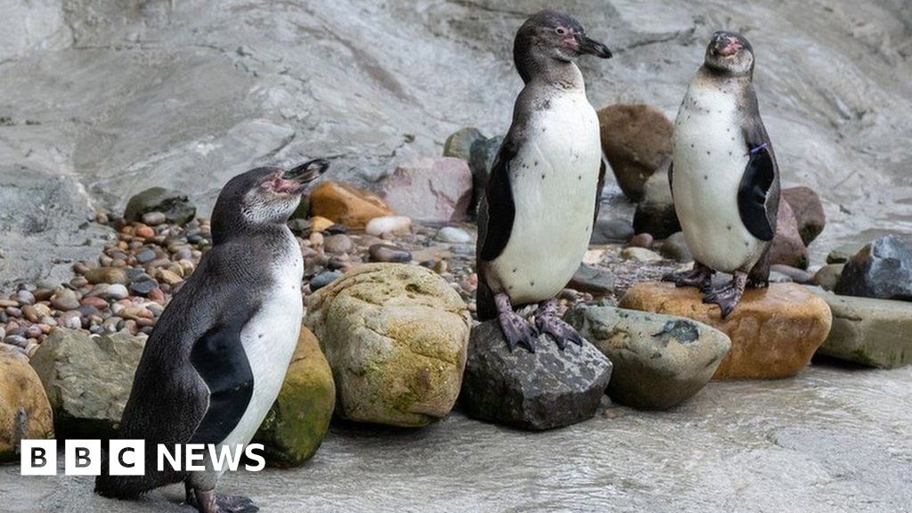 Penguin chicks hatched at Manx wildlife park relocated to England - BBC ...
