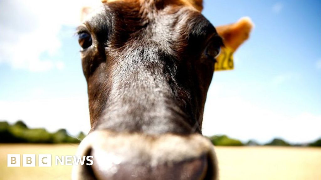 New Zealand police investigate theft of 500 cows - BBC News