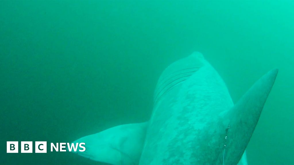 Footage suggests basking sharks use Scottish seas for courtship - BBC News
