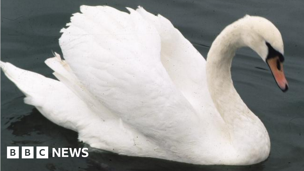 Swan and deer cause M60 tailbacks in Salford and Prestwich