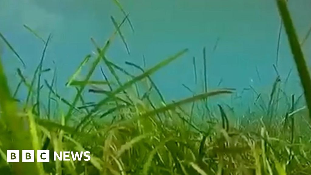 Seagrass needs to be 'protected and restored' - BBC News